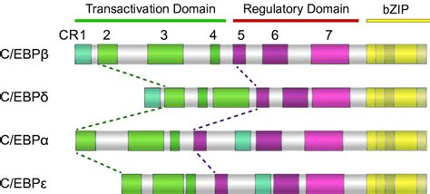 The C EBP family members α β δ and ε share highly conserved regions Download Scientific