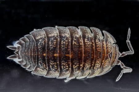 Pill Bugs Overview Habitat And Diet Lesson