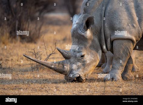 Southern White Rhinoceros Ceratotherium Simum Simum Rhino Grazing In