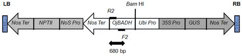 Linear Plasmid Map Indicating The Localization Of The Different Genes