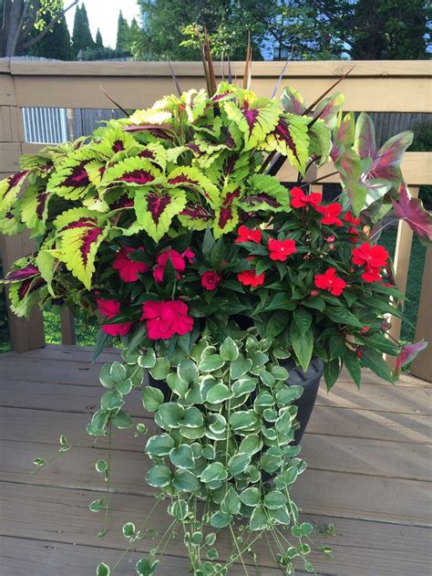Pin On Container Gardening