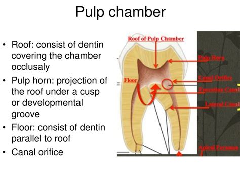 Ppt Pulp Cavities Of Permanent Teeth Powerpoint Presentation Free