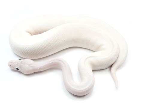 2021 Male Orion Bald Lesser Bee Ball Python New England Reptile Nerd