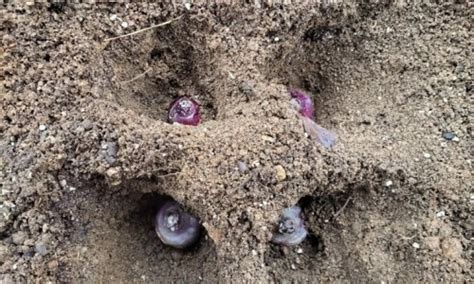 수선화 키우기 구근 심는 시기 개화시기 개화 과정23y 네이버 블로그