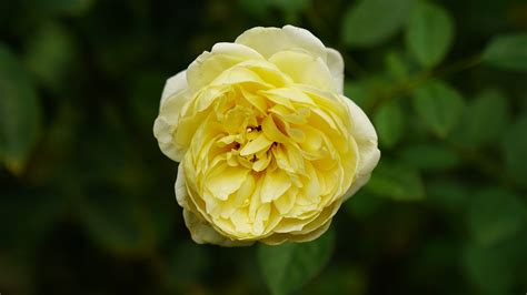 Flower Rose Plant Free Photo On Pixabay Pixabay