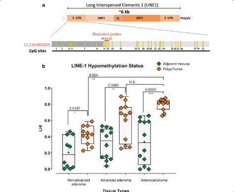 Line 1 Promoter Is Hypomethylated In Colorectal Non Advanced Adenoma Download Scientific