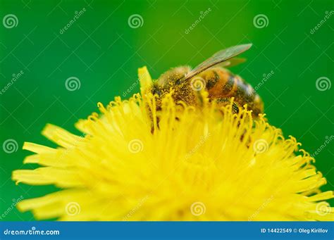 La Abeja Recolecta El Polen Imagen De Archivo Imagen De Detalle