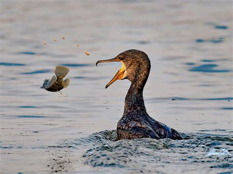Bird Feeding Behavior A Guide To How Birds Eat Birdfact