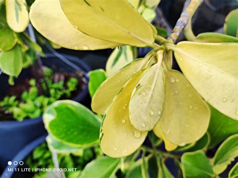 รวว Mi 11 Lite หนาจอ 1 พนลานส กลองหลง 64MP ราคาไมถงหมนบาท