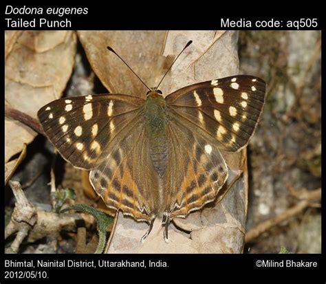 Dodona Eugenes Butterfly