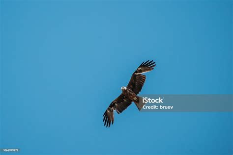 검은 연 또는 Milvus Migrans 벨로루시에 푸른 하늘에 날아 야생 조류 호크 가족의 새의 먹이 0명에 대한 스톡 사진