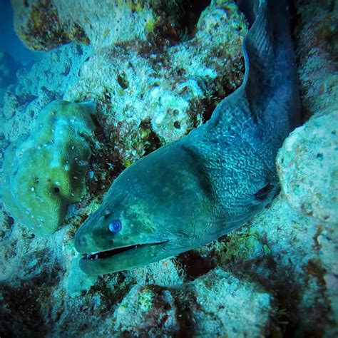 Moray Eel Some Big Chunky Morays In This Part Of The Maldi Flickr