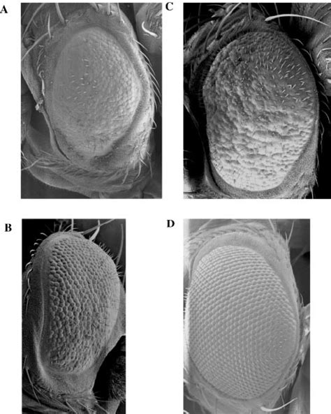 L 2 00632 Modifies The ARM Misexpression Phenotypes In The Eye A