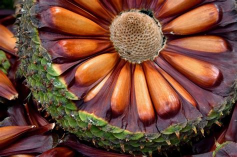 Pinhão Semente Castanha Ou Fruto Terra Da Gente G1