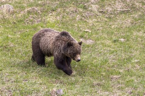 Grizzly Bear In Yellowstone National Park Wyoming Stock Image Image