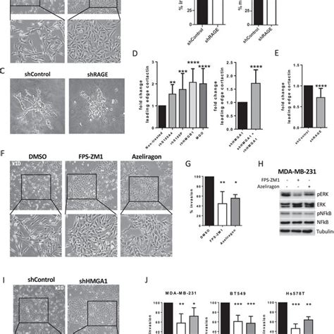 Rage Signaling Drives Cell Plasticity And Invasion In Tnbc Cells A