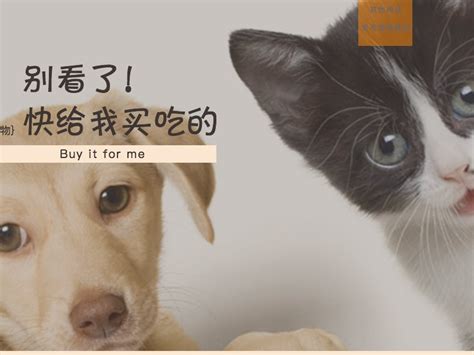 宠物网页设计奋起的靓仔 站酷zcool