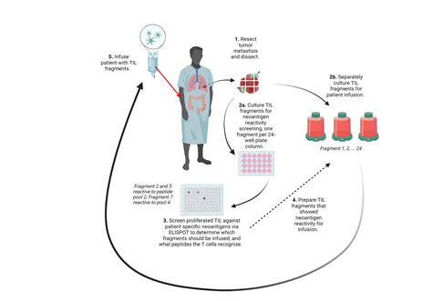 Adoptive Cell Therapy Cultivating Growing Screening And Infusing