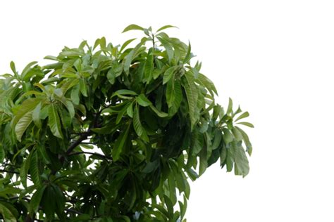 Tree Leaves PNGs For Free Download