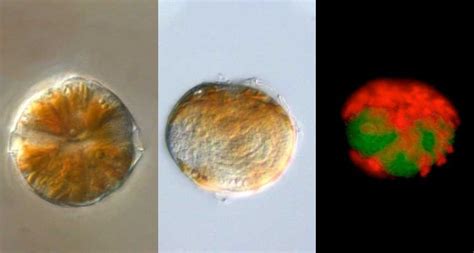 A Marine Parasites Mitochondria Lack Dna But Still Churn Out Energy
