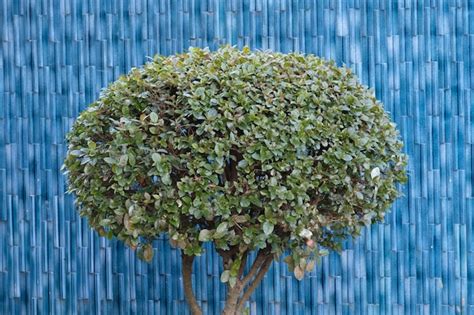 Premium Photo Single Tree On Background