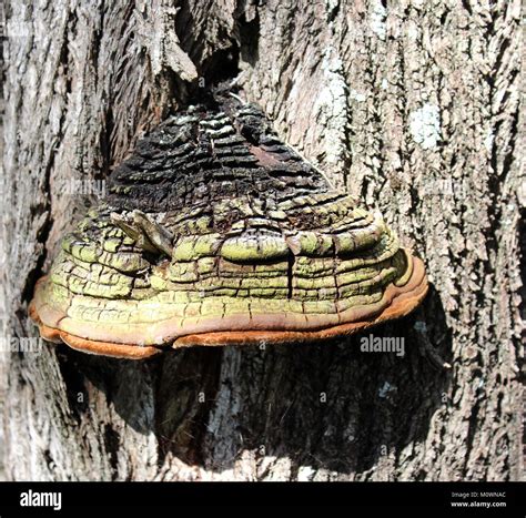 Fungi In Australia High Resolution Stock Photography And Images Alamy