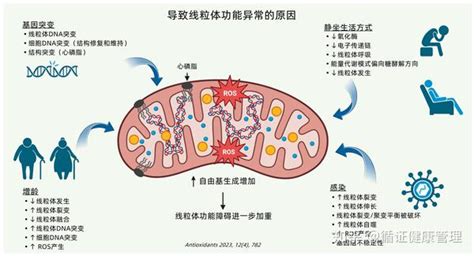 线粒体、atp和能量供应：理解衰老的基石 知乎