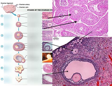 A L Lab Oogenesis Testis Slide And Ovary Slide Diagram Quizlet