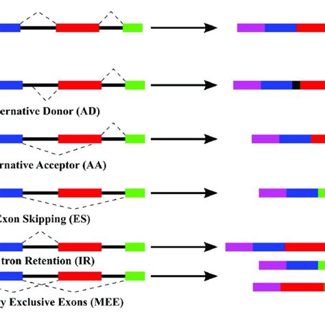 Cis Acting Sequences Required For The Splicing Reaction And Different