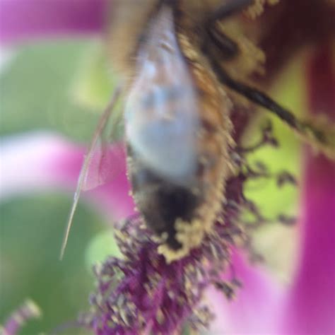 Honey Bee Project Noah