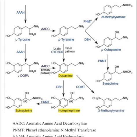 The Pathway For Catecholamine And Trace Amine Synthesis Download Scientific Diagram