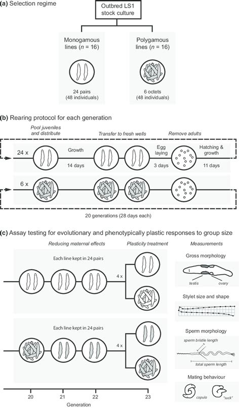 Schematic Illustration Of The Experimental Design Including A The Download Scientific