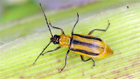 Isu Seeks Volunteers To Monitor Corn Rootworms