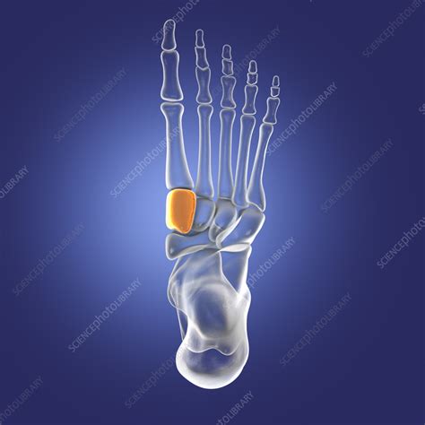 Medial Cuneiform Bone Illustration Stock Image F036 8593 Science Photo Library