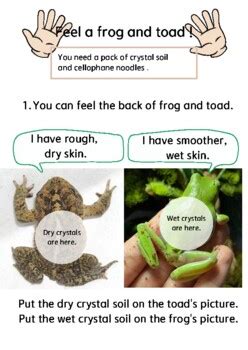 Feel A Frog And Toad Difference Of Toad And Frog By Ire Kim TPT