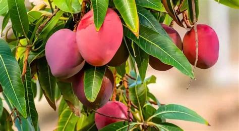 Miyazaki Mango প্রতি কেজি ৩ লক্ষ টাকা ৯৯ মানুষই জানেন না বিশ্বের
