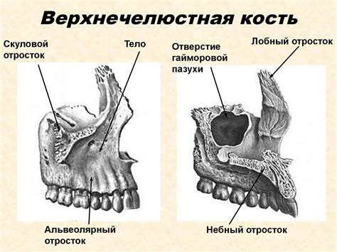 Череп Мозговой отдел лицевой висцеральный отдел Online Presentation