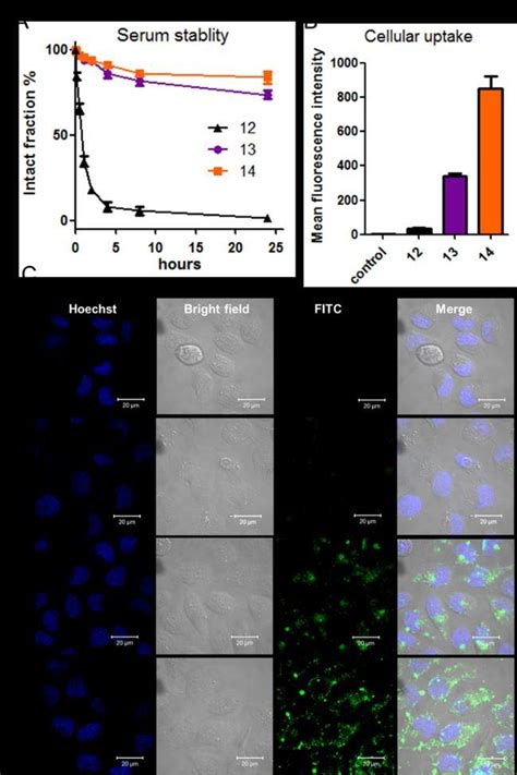 A In Vitro Serum Stability Of Cih Peptides Peptides 12 14 Were