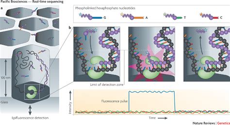 PacBio Sequencing For Human Applications To Be Featured At ASHG Annual
