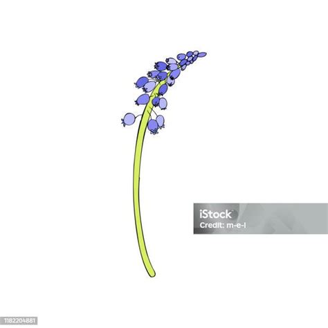 무스카리 꽃 손으로 그린 낙서 화려한 스케치 흰색 배경에 고립 패키지 의학 꽃집 화장품 디자인 결혼식 초대 인사말 카드에 대한 꽃 장식 히아신스 지점 0명에 대한 스톡 벡터