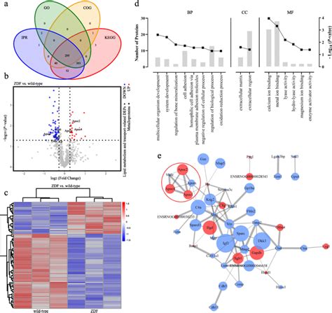 Visualization Of Differentially Expressed Proteins Dep And Enrichment