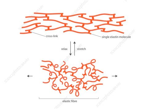 Structure Of Elastin Illustration Stock Image C0238715 Science