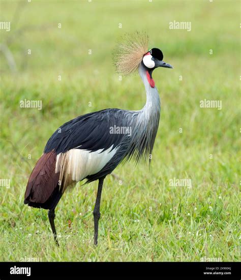 South African Crowned Crane Grey Crowned Crane Balearica Regulorum