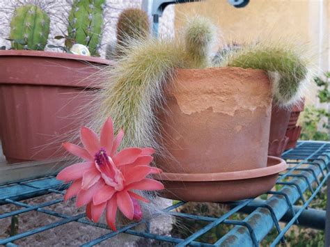 Servimg Com Free Image Hosting Service