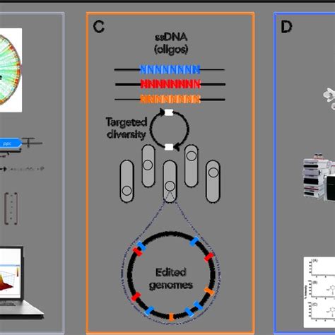 Iterative Design Build Test Cycle For Industrial Strain Engineering A