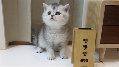 브리티쉬숏헤어라율