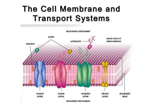 Cell Membrane