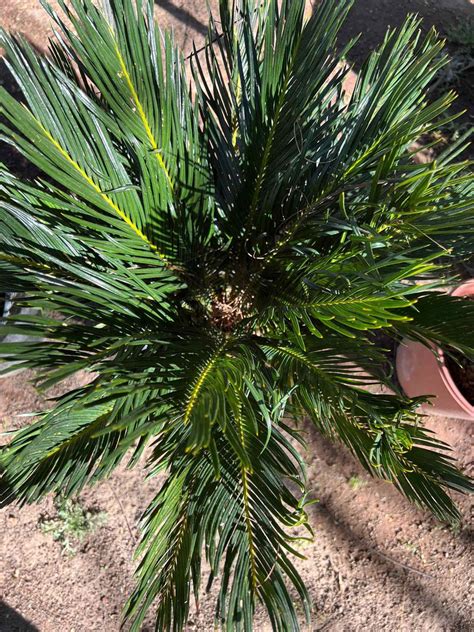 Palma Cica Revoluta Planta Exótica De Exterior Meses Sin Intereses