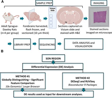 Spatial Transcriptomics Reveal Basal Sex Differences In Supraoptic
