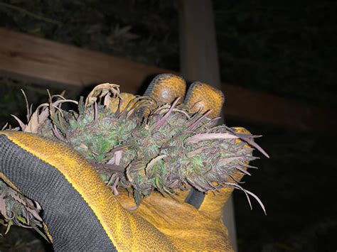 Bud Porn R Hempflowers